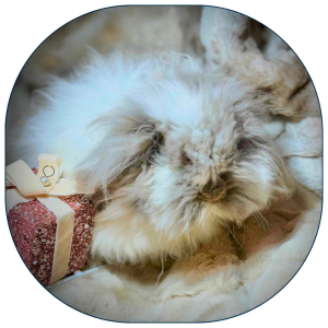 Home - Lop Treasures Farm